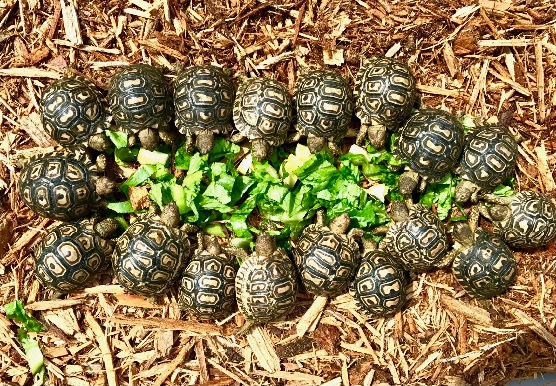 Leopard Tortoises for sale | The Turtle Source