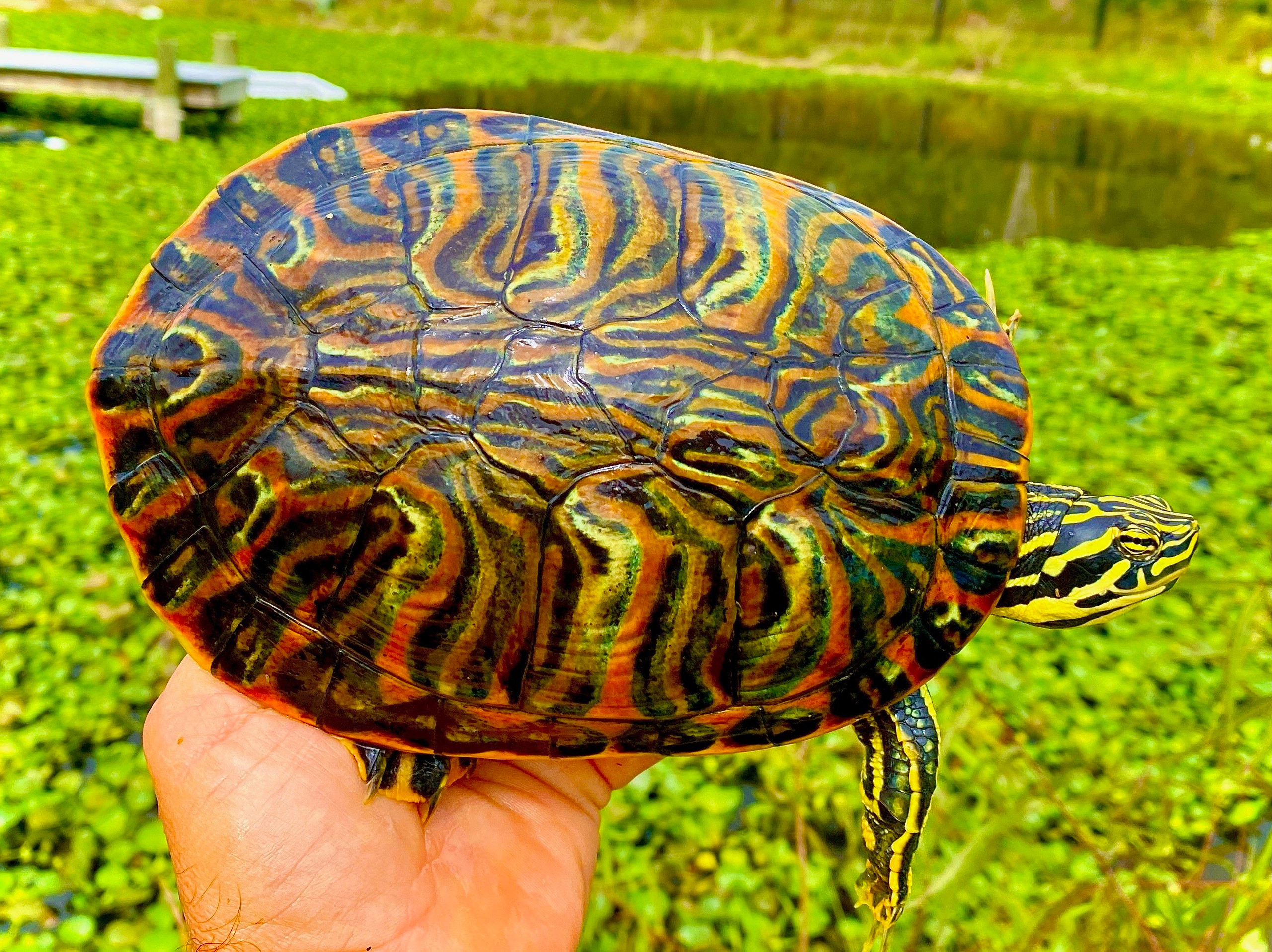 Buy Turtles and Tortoises | Baby Turtles | The Turtle Source