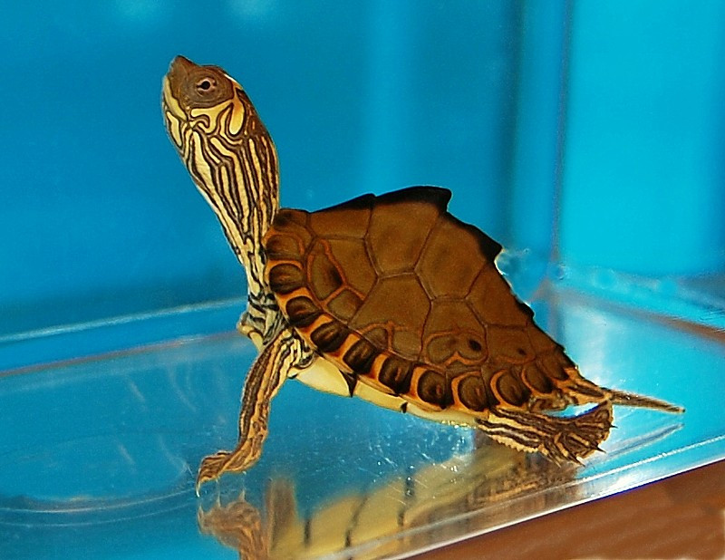 Pearl River Map Turtles for sale | The Turtle Source