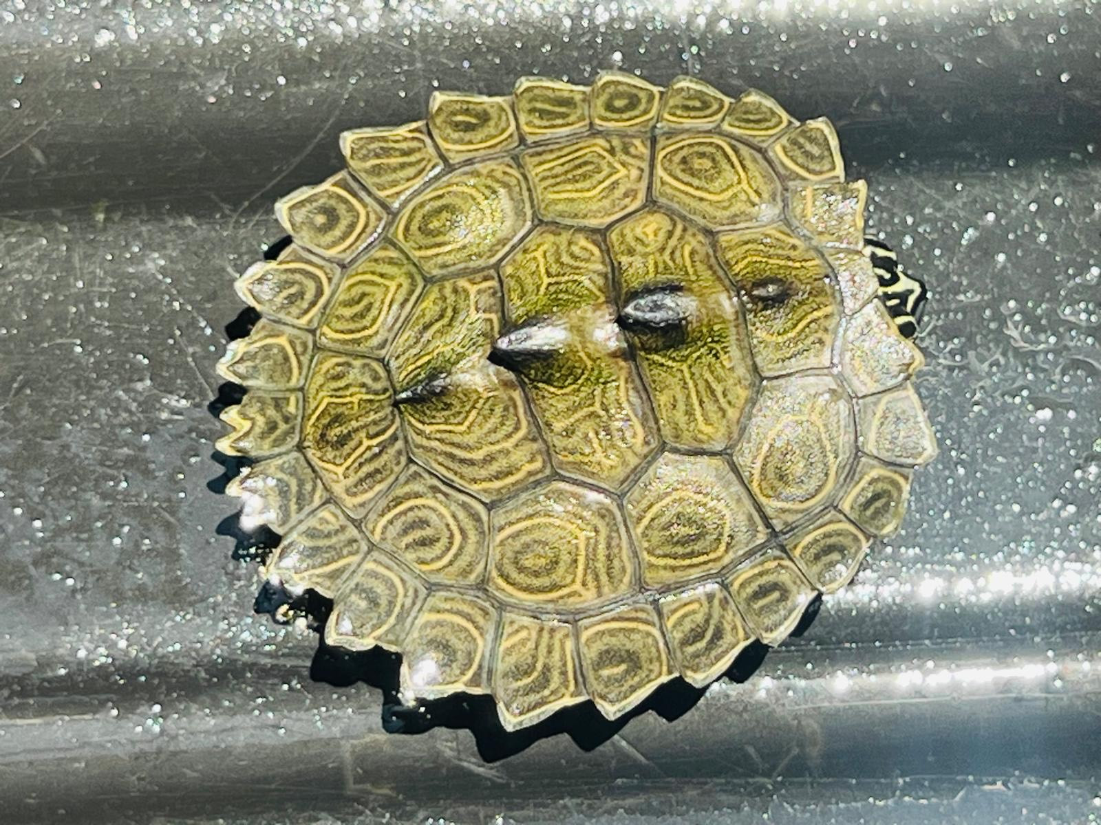 Southern Black Knobbed Sawback Map Turtle/ The Turtle Source