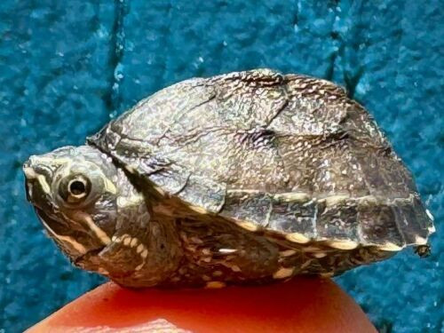 Reeves Turtles for sale | The Turtle Source