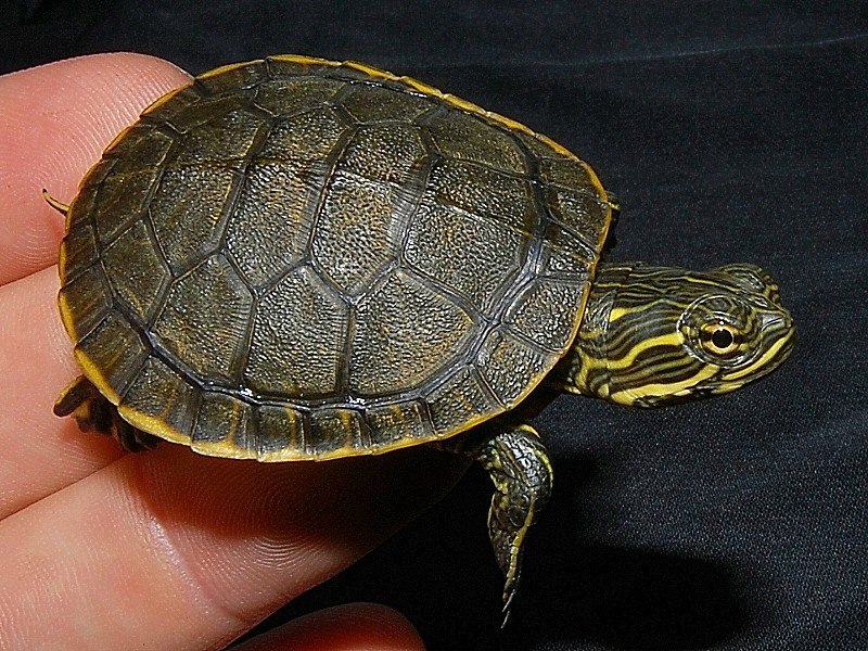 Eastern Painted Turtles for sale | The Turtle Source
