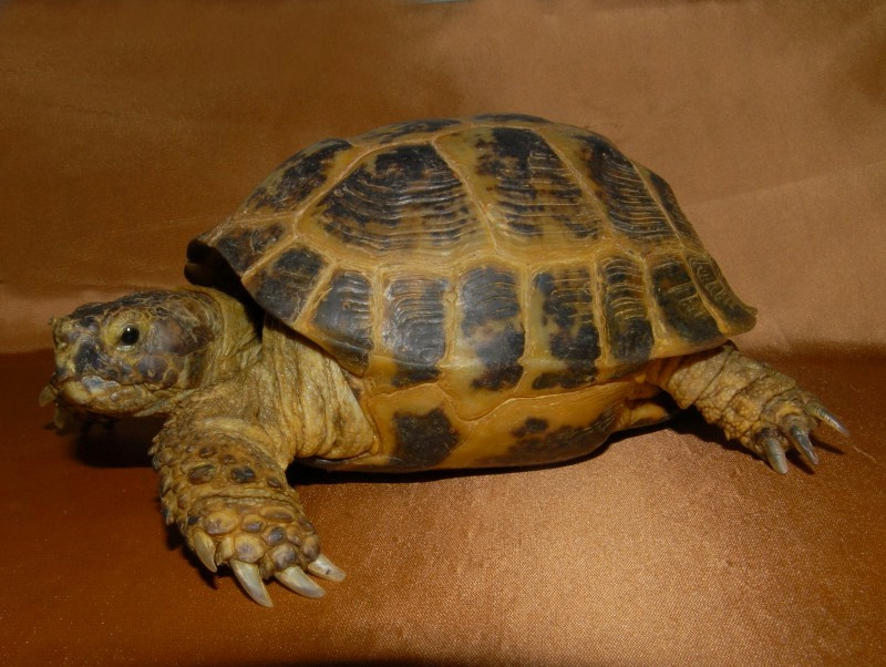 Russian Tortoises for sale | The Turtle Source