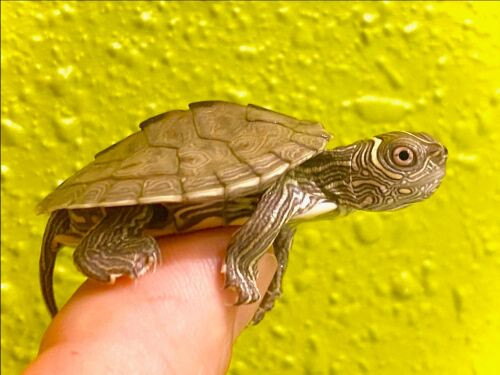 Mississippi Map Turtles for sale | The Turtle Source