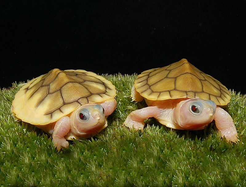 Caramel Pink Slider For Sale | The Turtle Source