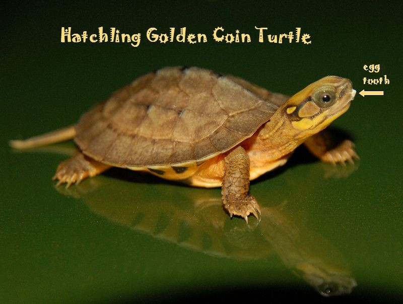 Chinese Golden Coin Turtles for sale | The Turtle Source