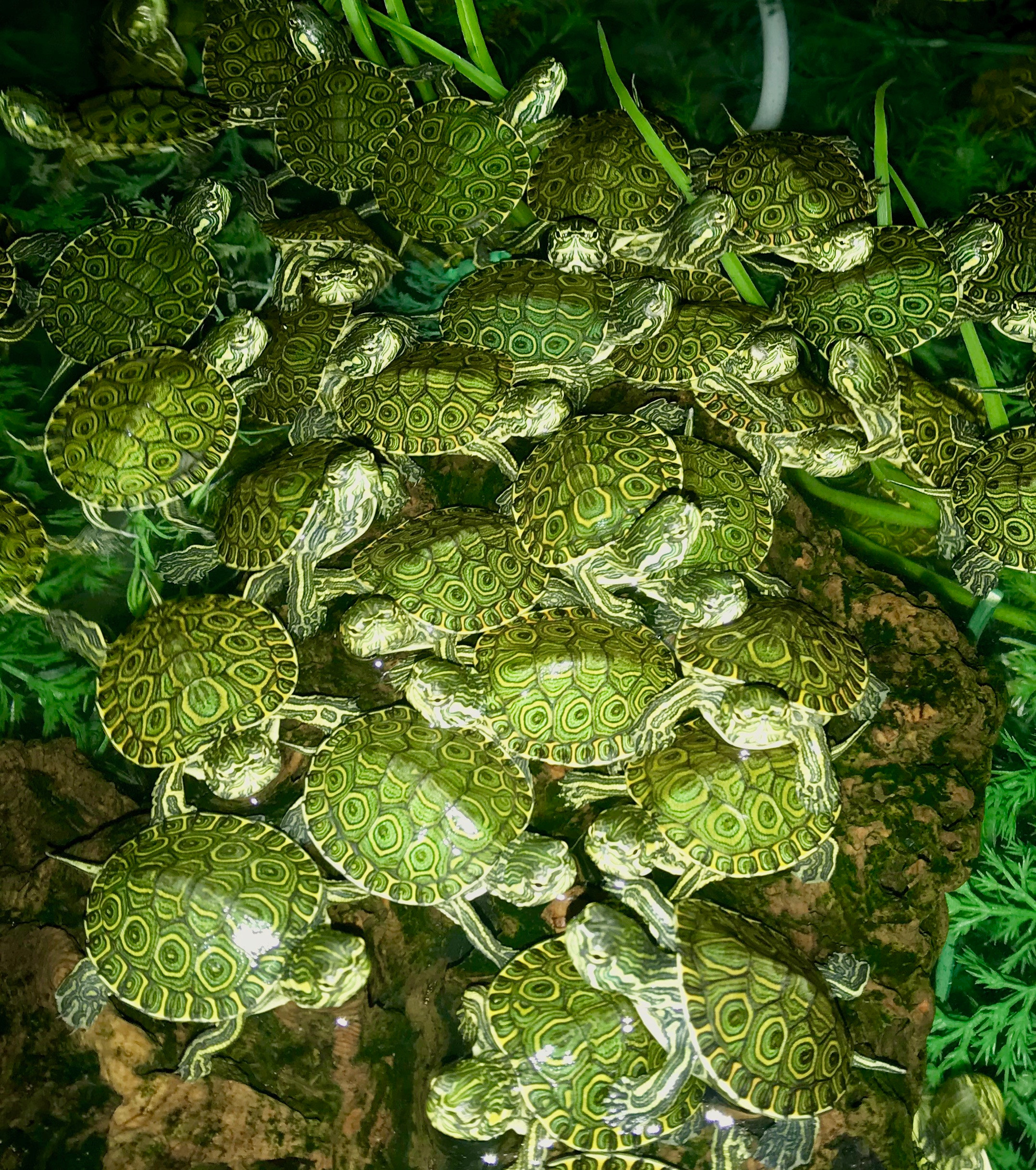 Nicaraguan Ornate Sliders for sale | The Turtle Source