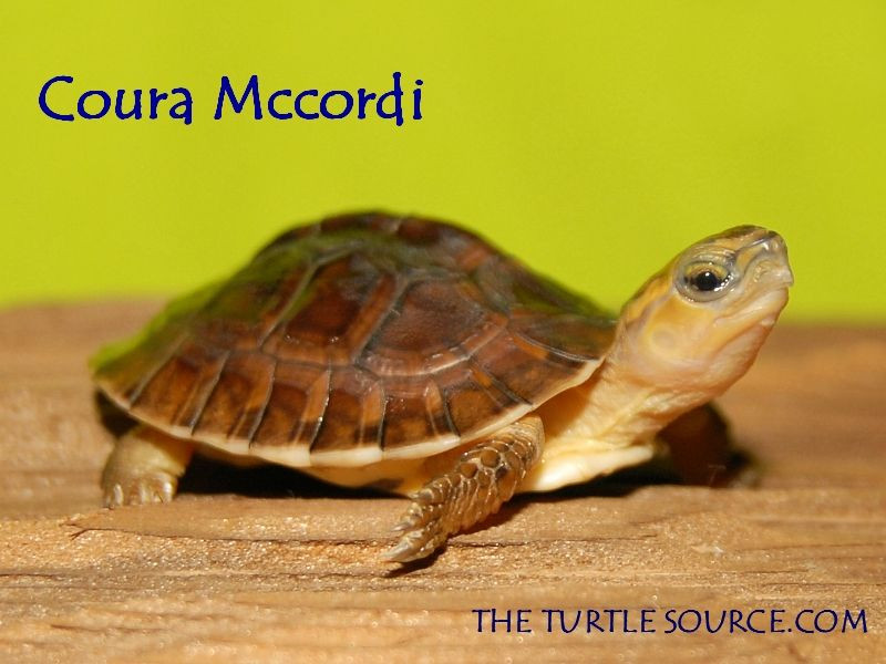 Box and Wood Turtles for Sale | 7-Day Guarantee | The Turtle Source