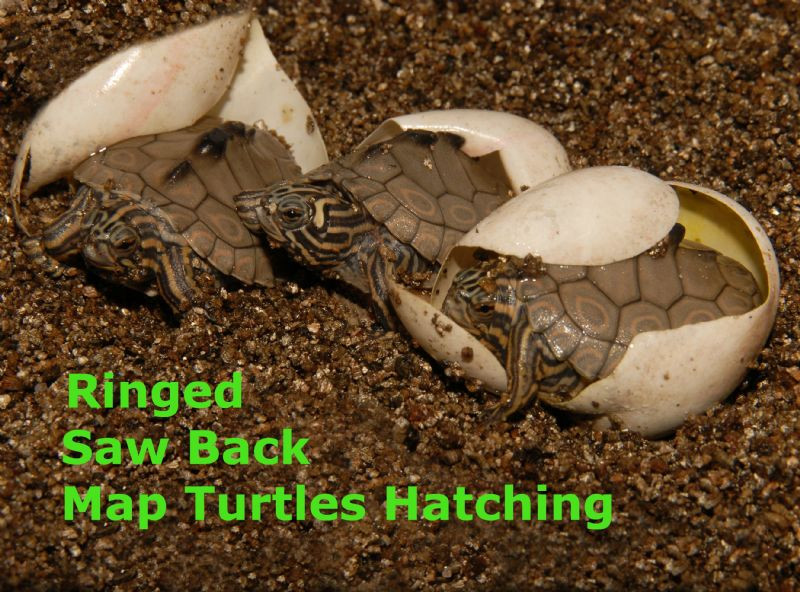 Ringed Map Turtles for sale | The Turtle Source