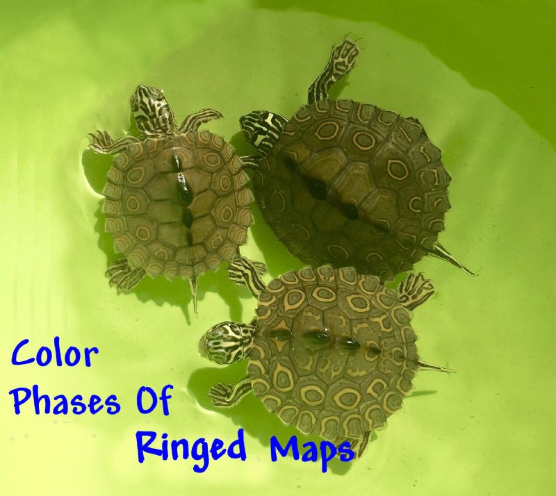 Ringed Map Turtles for sale | The Turtle Source