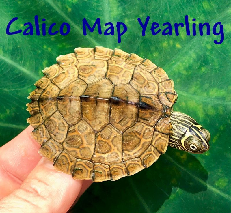 Calico Map Turtles for sale | The Turtle Source