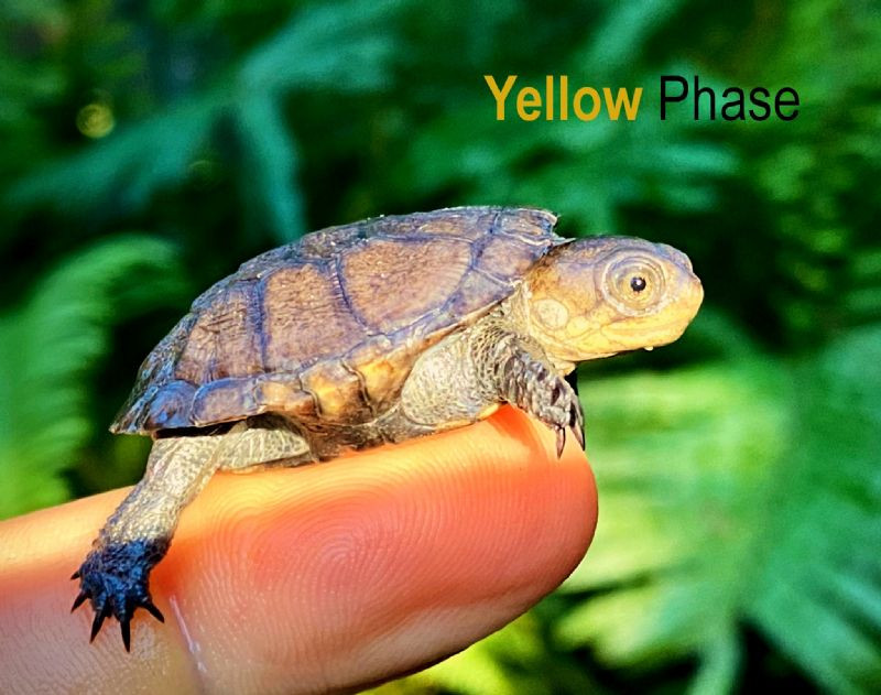 African Dwarf Mud Turtles for sale | The Turtle Source