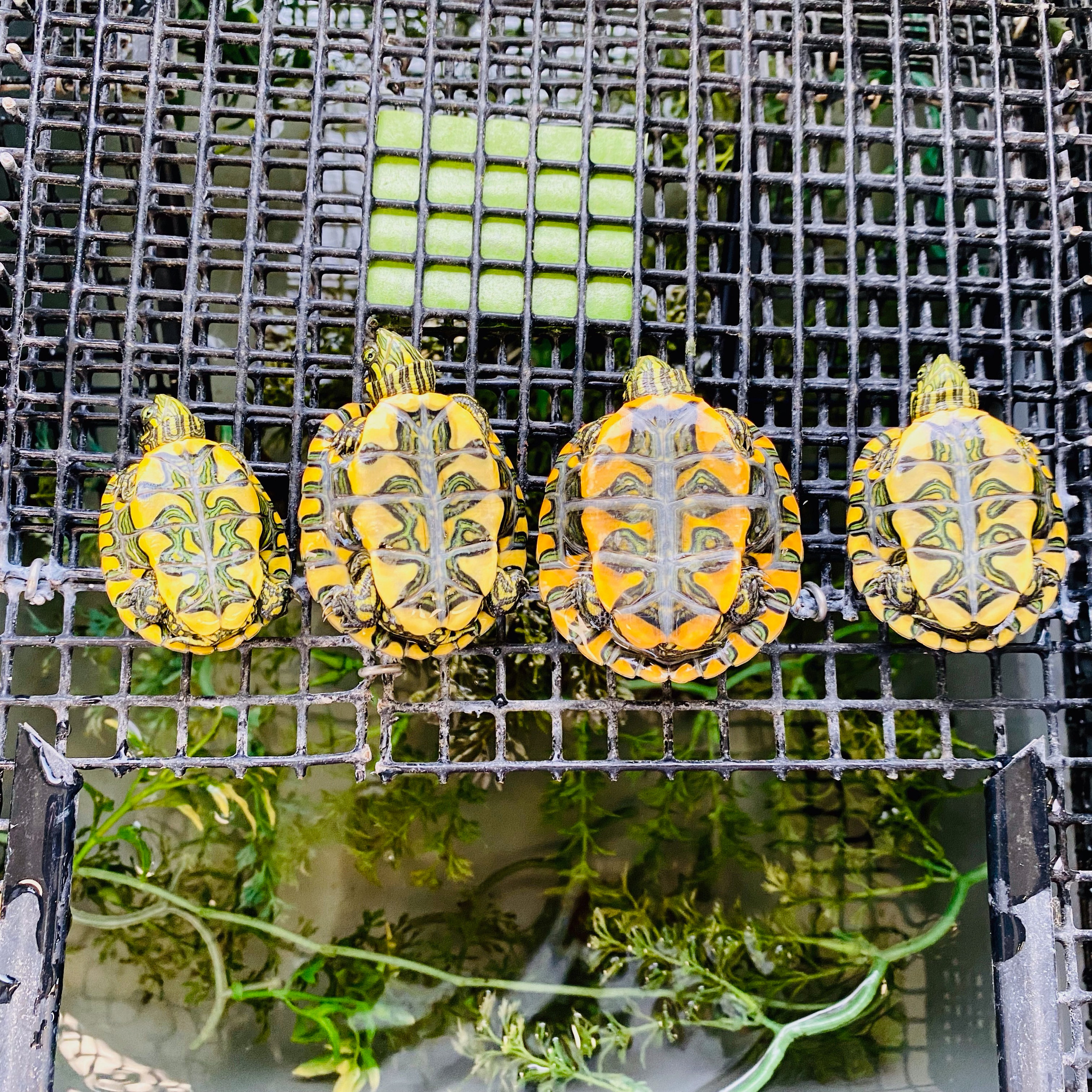 Brazilian Sliders | Brazilian Sliders For Sale | The Turtle Source