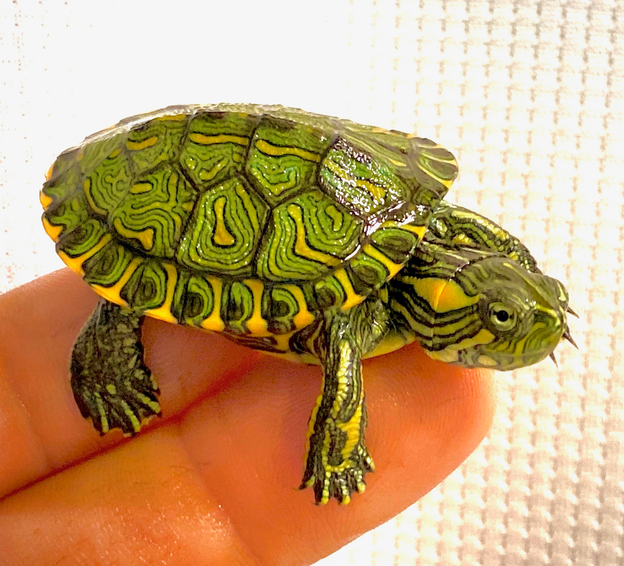 Brazilian Sliders | Brazilian Sliders For Sale | The Turtle Source