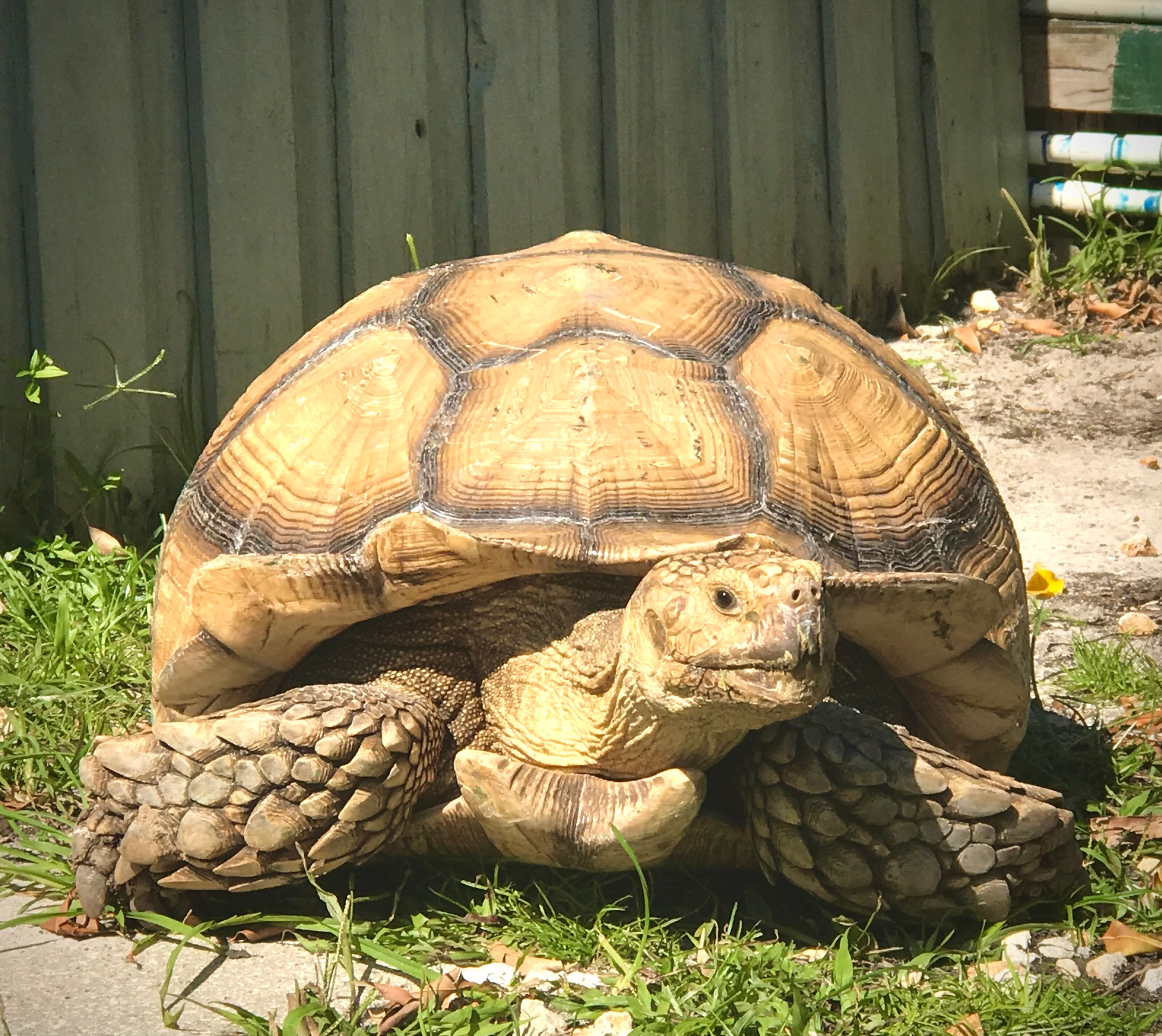 Adult Sulcata Tortoises for Sale | The Turtle Source