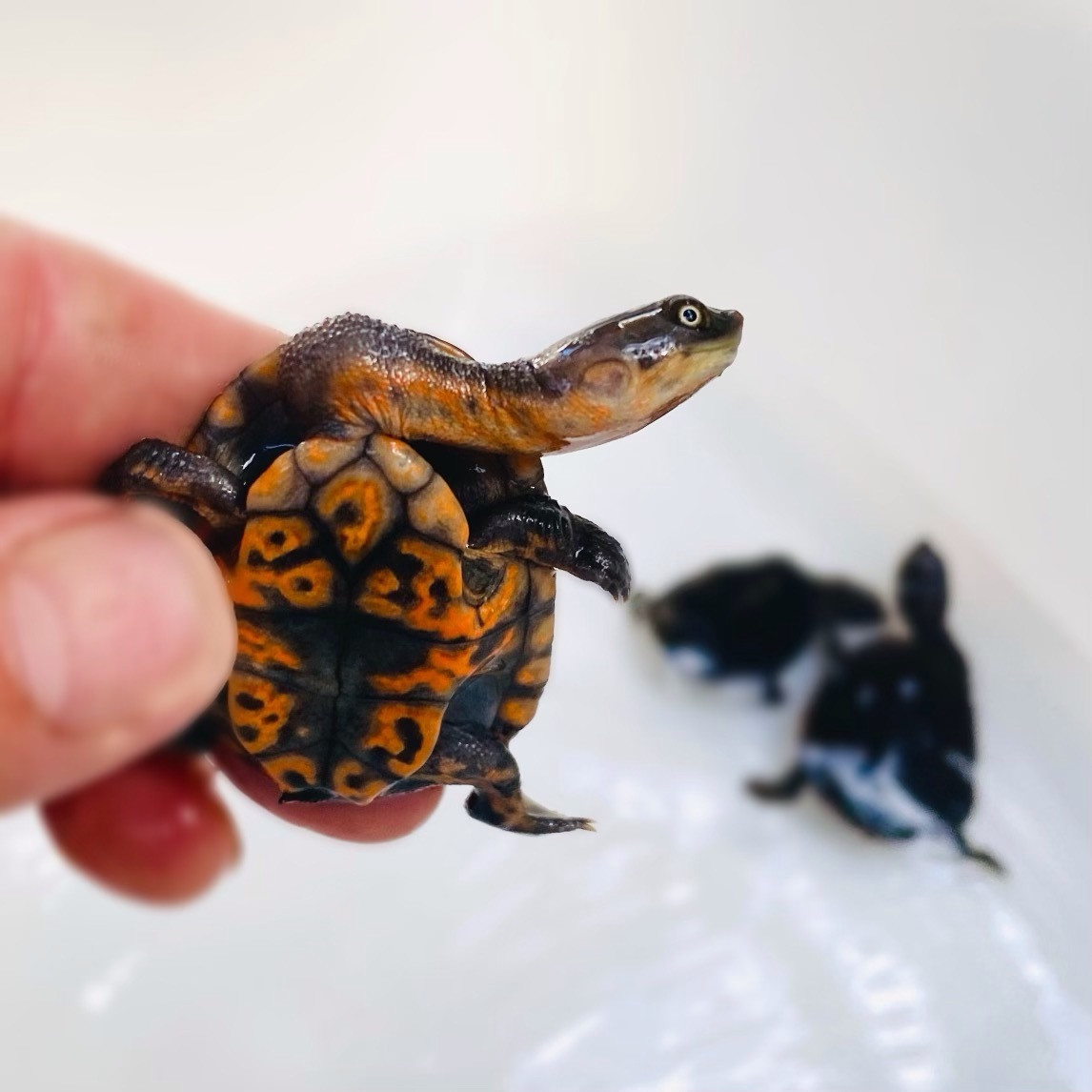 Turtles for Sale | 7-Day Guarantee | The Turtle Source