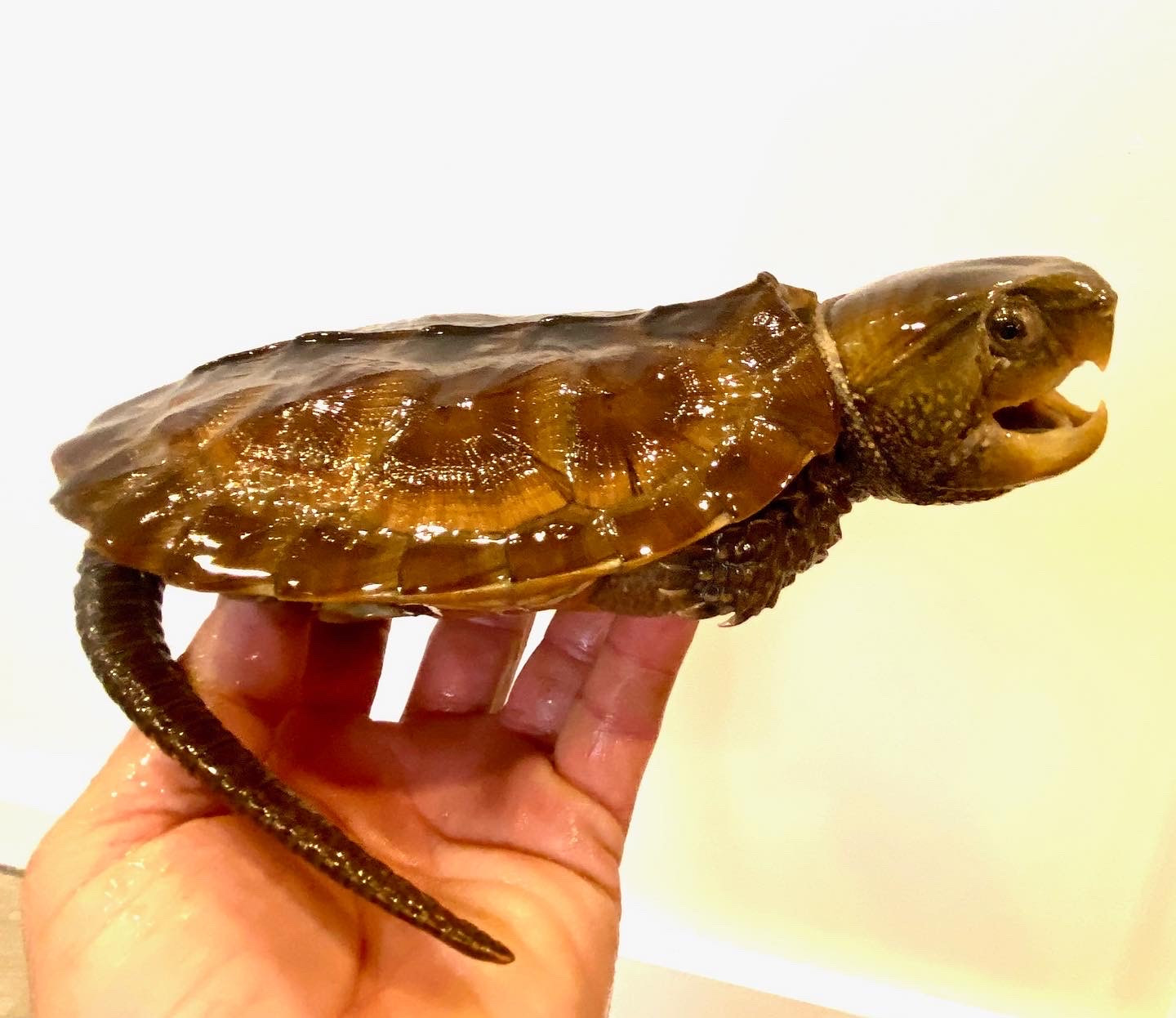 Madagascar Big Headed Side Necked Turtles | Madagascar Big Headed Side ...
