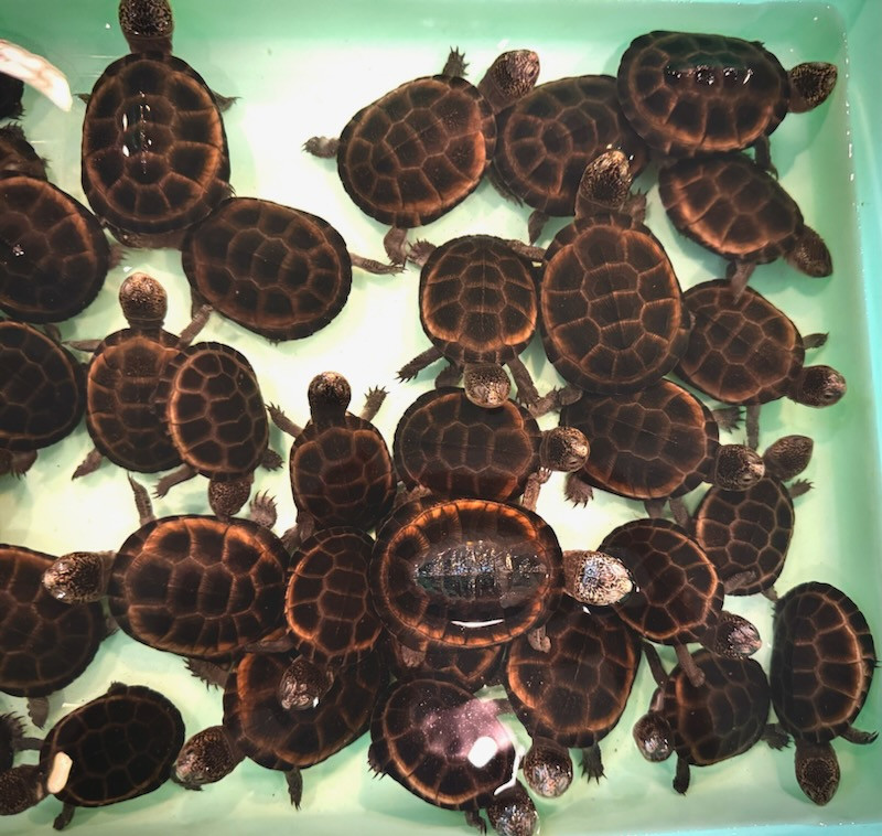 Buy Turtles and Tortoises | Baby Turtles | The Turtle Source