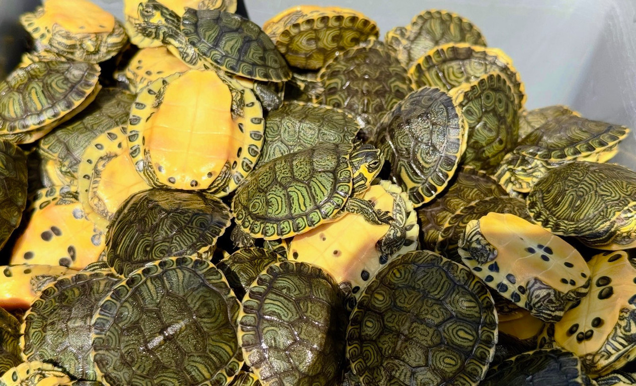 Yellow Bellied Sliders for sale | The Turtle Source