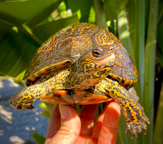Painted Wood Turtles for sale | The Turtle Source