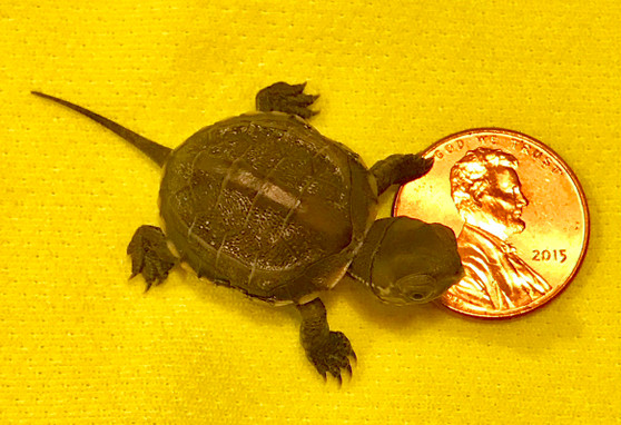 Reeves Turtles for sale | The Turtle Source