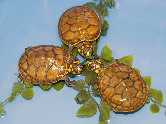 Amazon Yellow Spotted River Turtles for sale | The Turtle Source