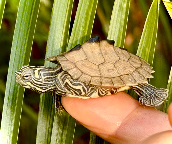 Hybrid Map Turtles for sale | The Turtle Source