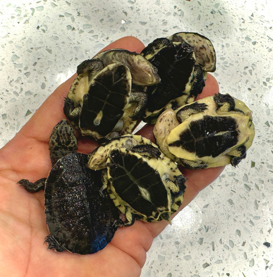 The Gibba Side Necked Turtle: Mesoclemmys gibba for sale At The Turtle ...