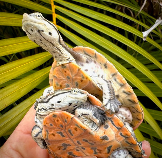 Hybrid Argentine-Geoffranus Side Necked Turtles for sale | The Turtle ...