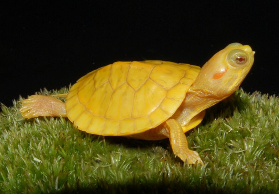 Lemon Yellow Albino Red Eared Sliders For Sale | The Turtle Source