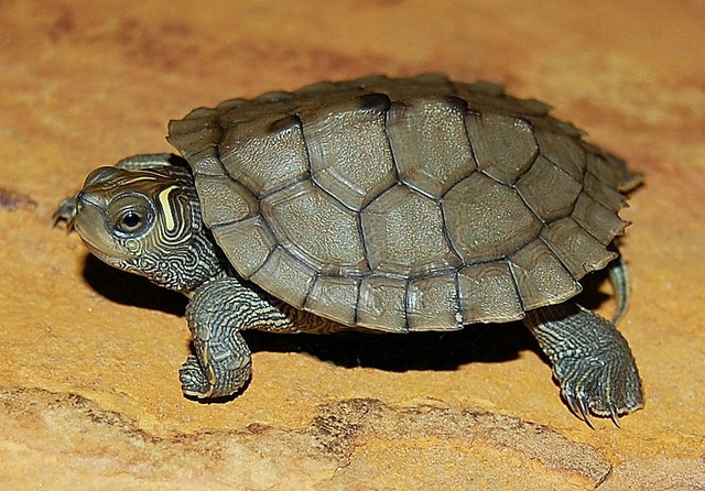 Calico Map Turtles for sale | The Turtle Source