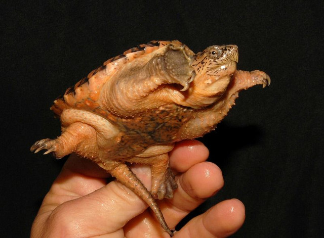 Common Snapping Turtles for sale | The Turtle Source