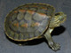 Chinese Golden Thread Turtles for sale | The Turtle Source