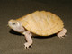 Calico Map Turtles for sale | The Turtle Source