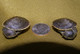 Macleay River Turtles for sale | The Turtle Source