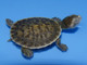 Macleay River Turtles for sale | The Turtle Source