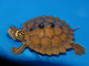 Northern Black Knobbed Sawback Map Turtles for sale | The Turtle Source