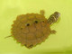 Northern Black Knobbed Sawback Map Turtles for sale | The Turtle Source