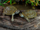 Cagle's Map Turtles for sale | The Turtle Source