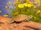 Calico Map Turtles for sale | The Turtle Source