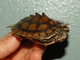 Calico Map Turtles for sale | The Turtle Source