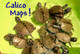 Calico Map Turtles for sale | The Turtle Source