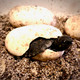 West African Black Forest Turtles for sale | Pelusios niger |The Turtle ...