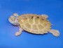 Cagle's Map Turtles for sale | The Turtle Source