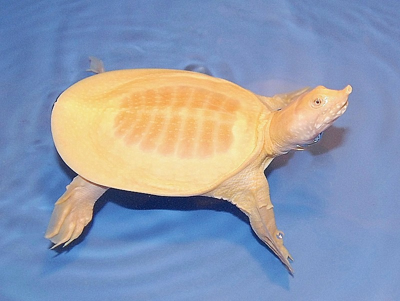 Spiny Softshell Turtles for sale | The Turtle Source