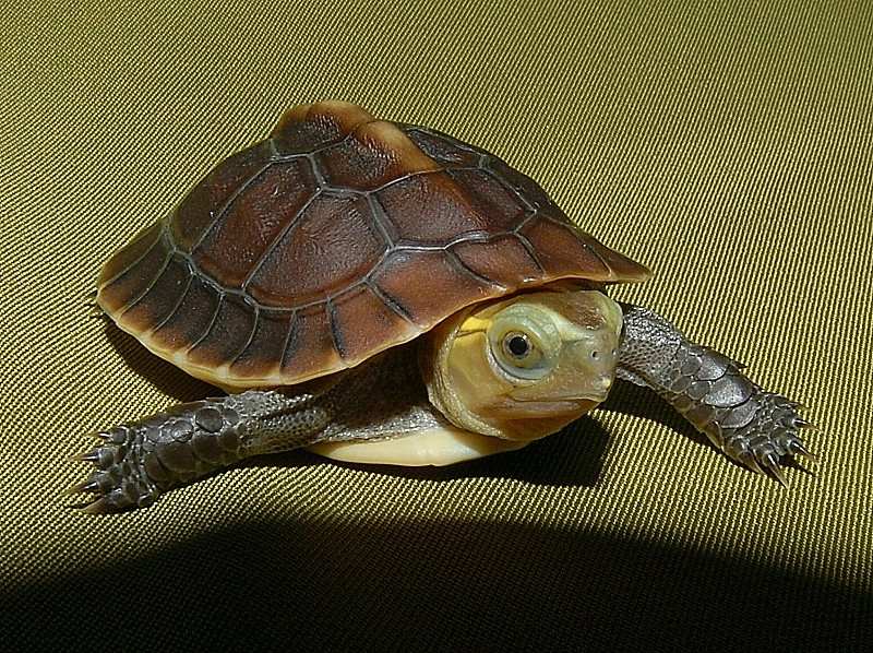 Chinese Golden Coin Turtles for sale | The Turtle Source