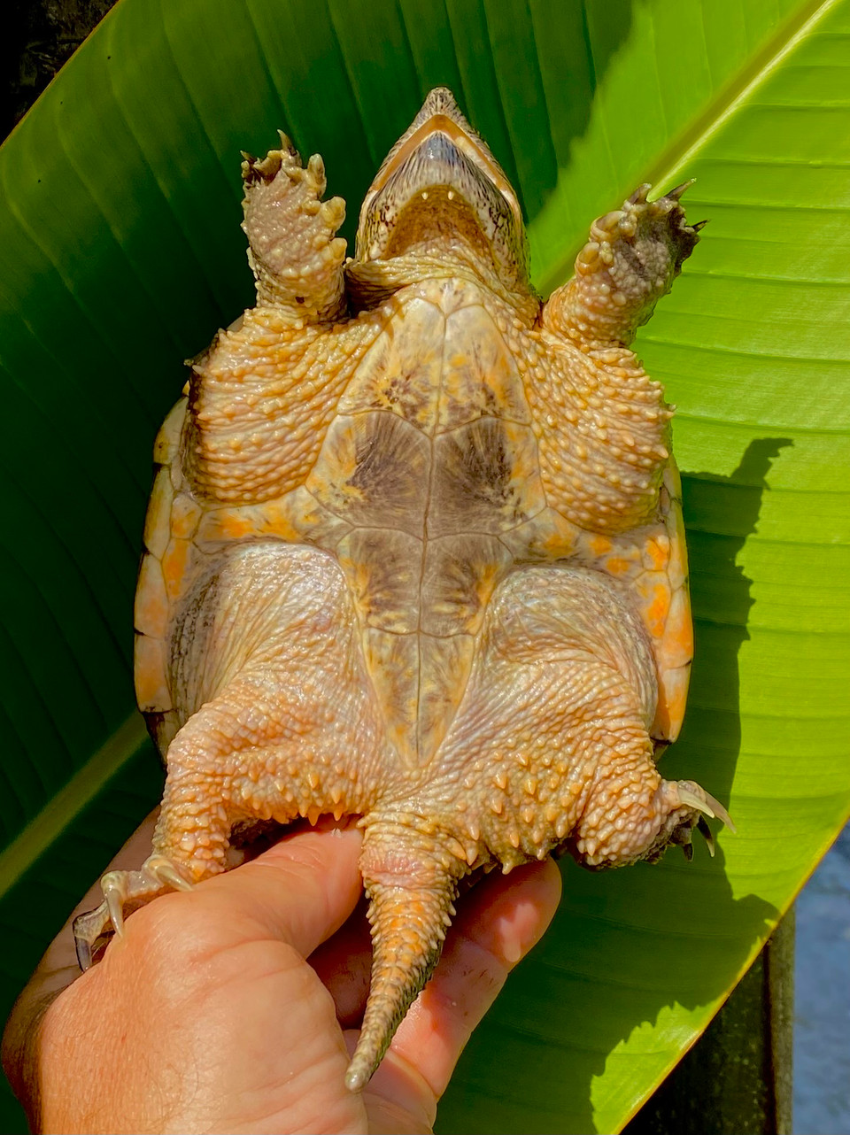 Florida Snapping Turtles for sale | The Turtle Source