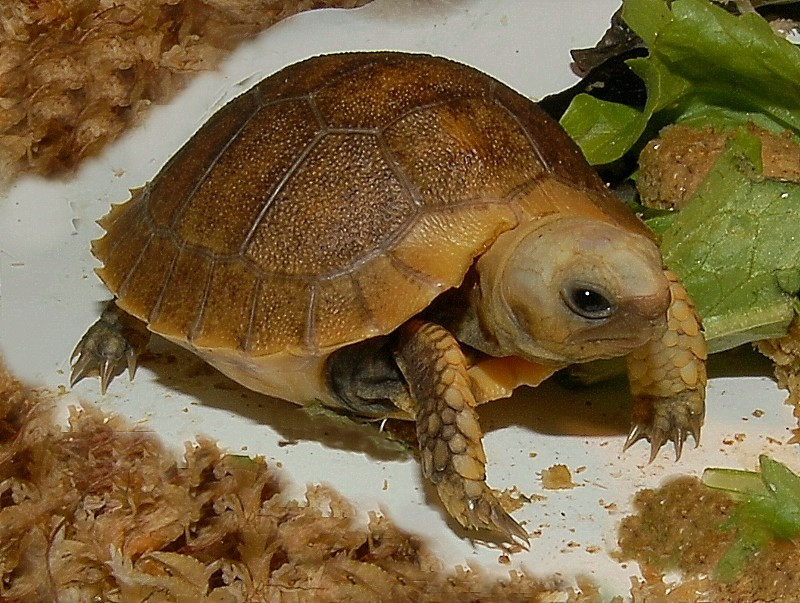 Buy Turtles and Tortoises | Baby Turtles | The Turtle Source