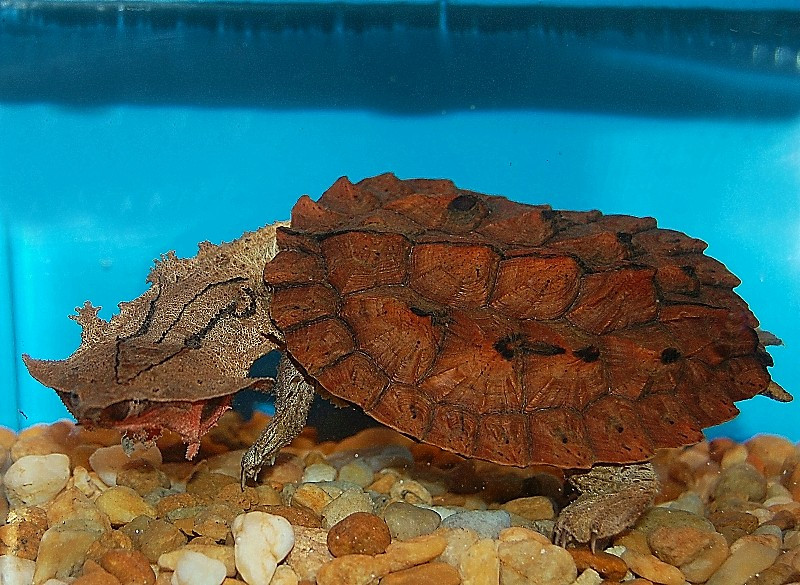 Matamata Turtles for sale | The Turtle Source