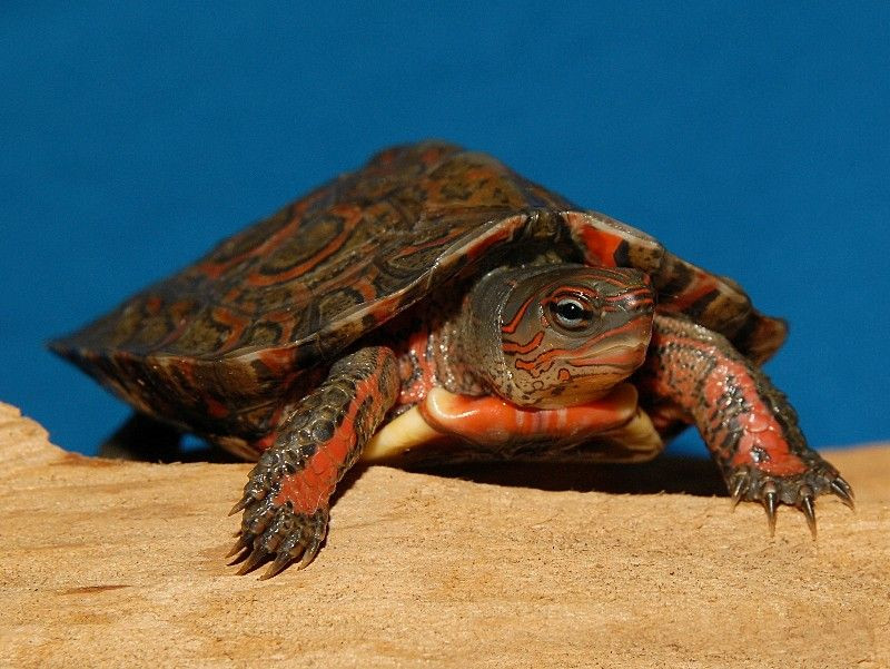 Box and Wood Turtles for Sale | 7-Day Guarantee | The Turtle Source